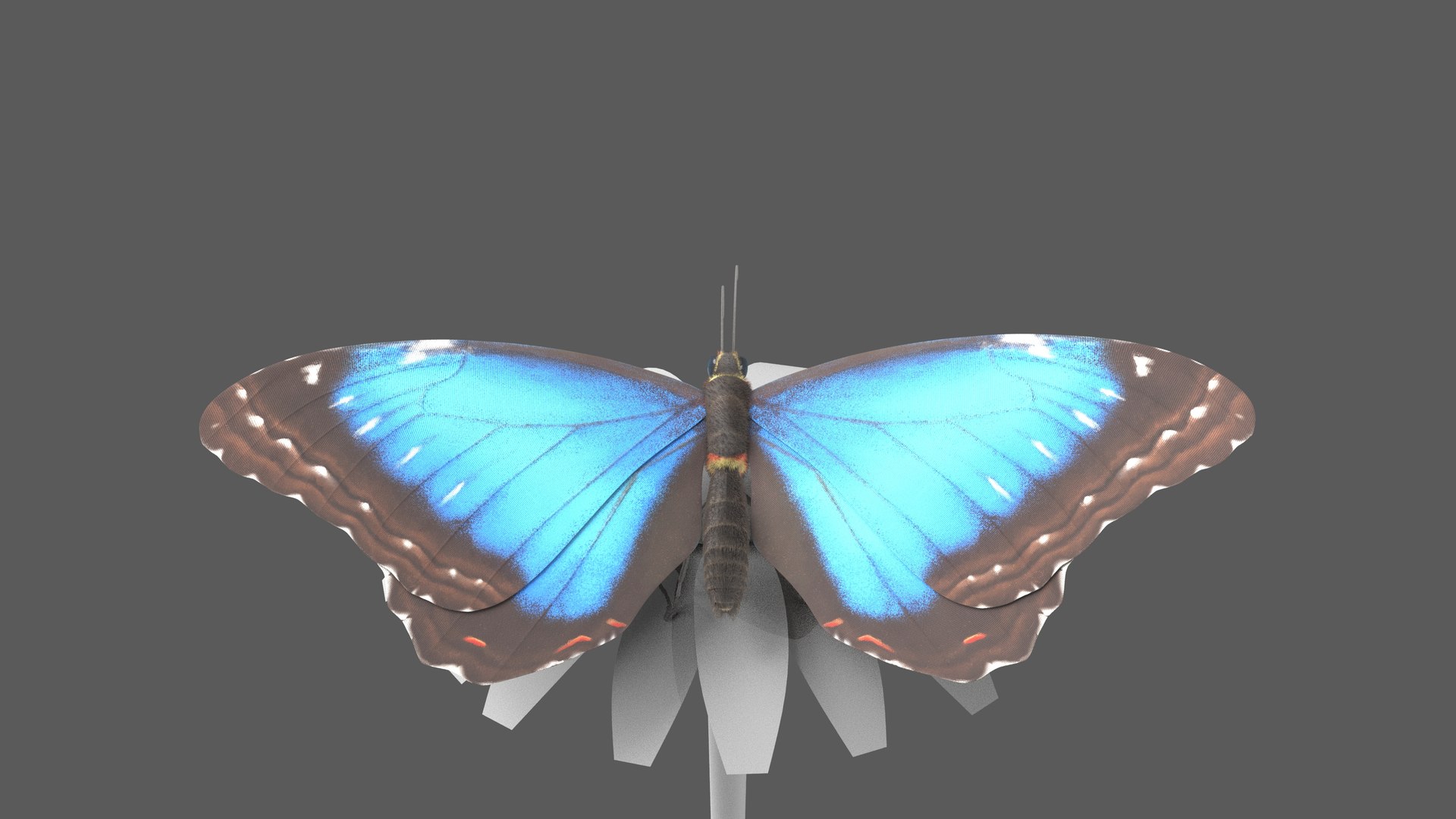 Blue Morpho Butterfly Animated 3D - TurboSquid 2017386