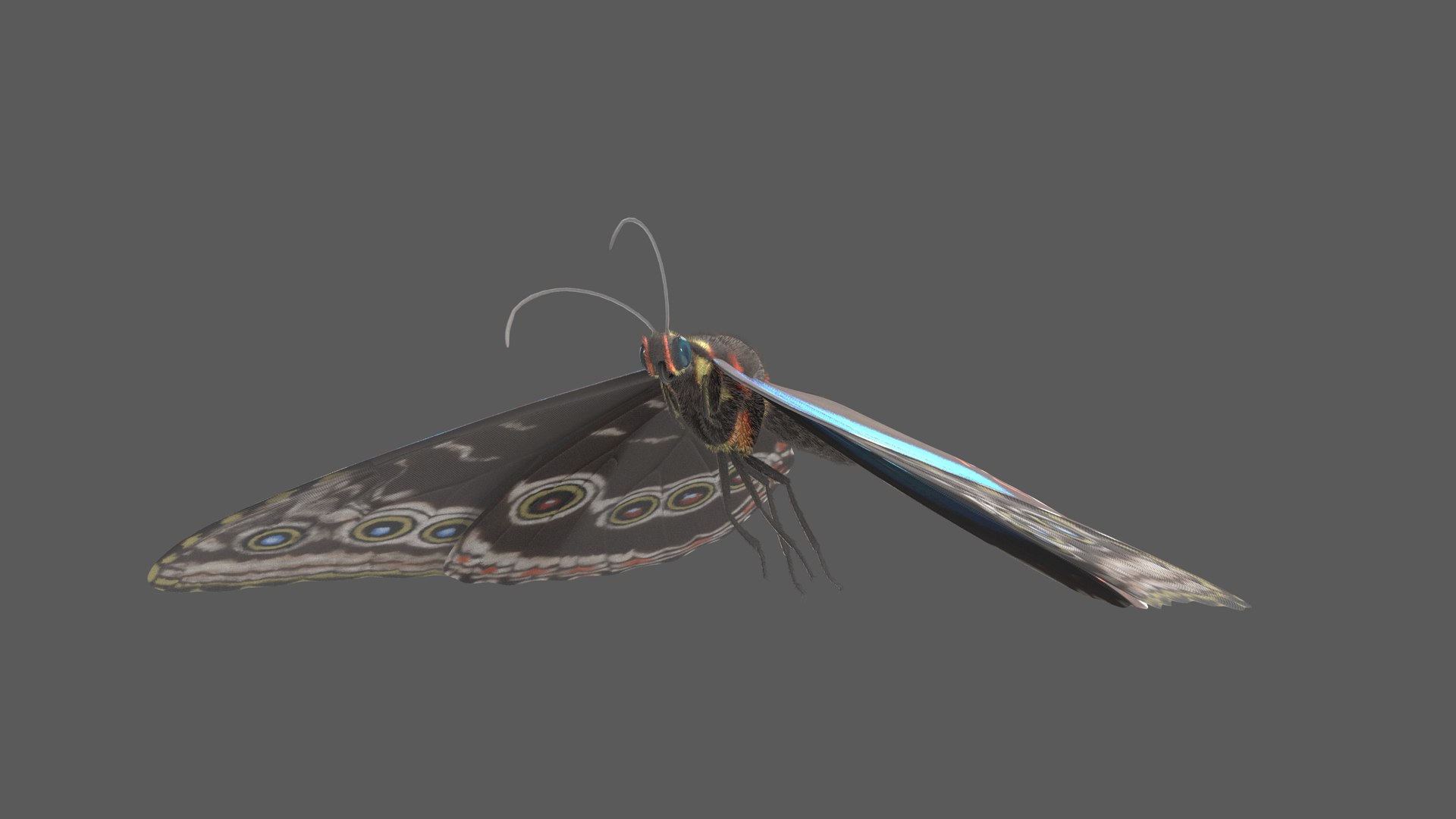 Blue Morpho Butterfly Animated 3D - TurboSquid 2017386
