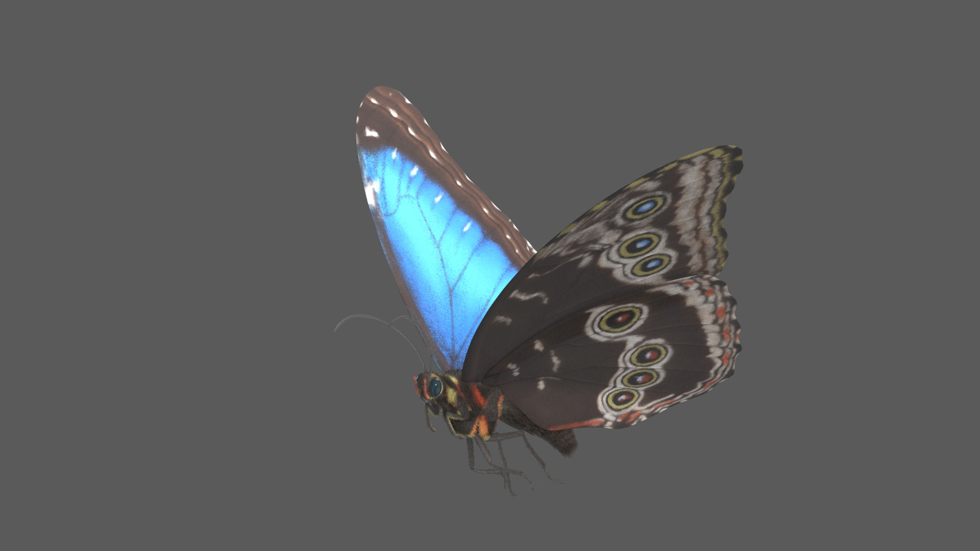 Blue Morpho Butterfly Animated 3D - TurboSquid 2017386