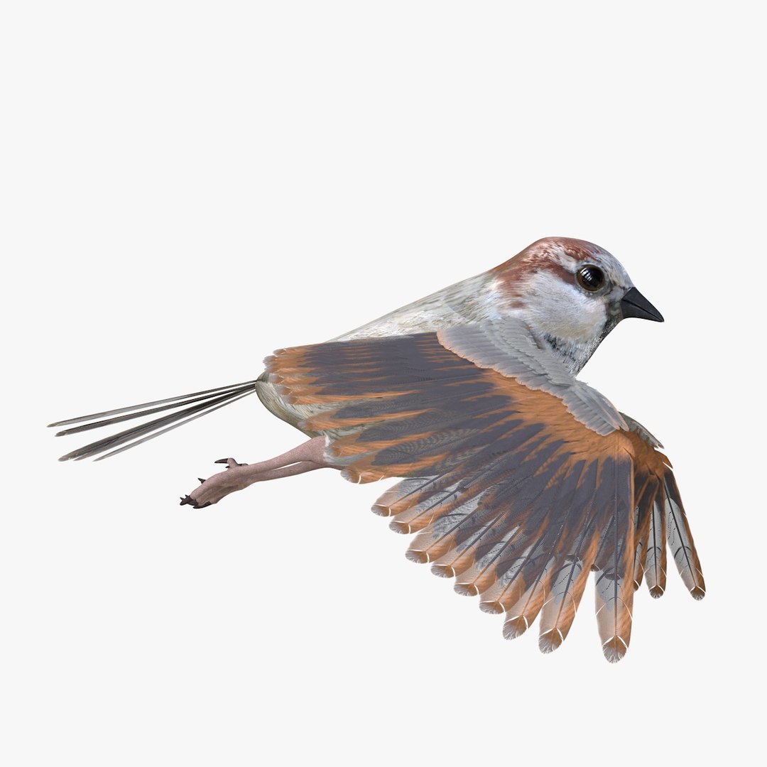 Bird Sparrow 3D Model - TurboSquid 1536959