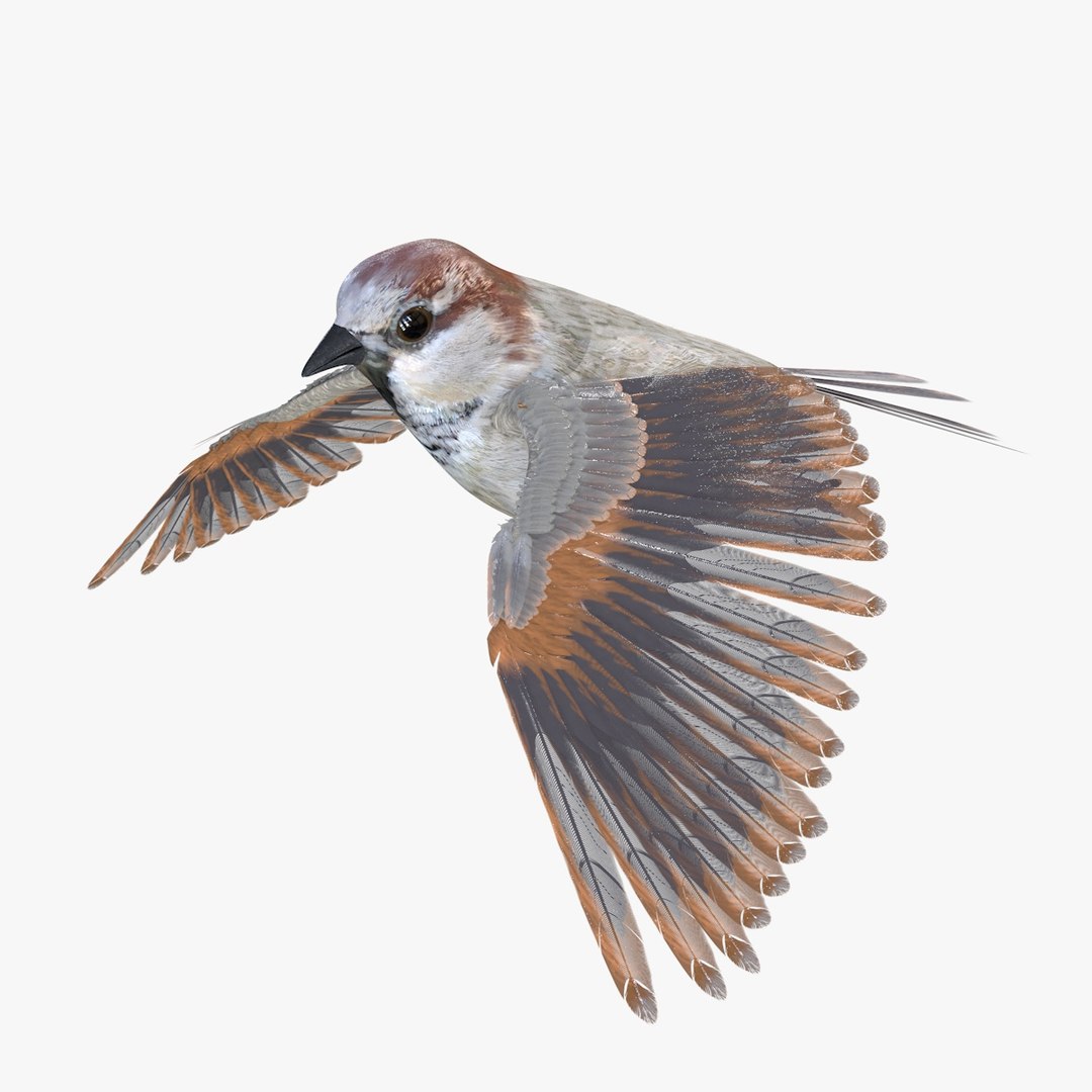 Bird Sparrow 3D Model - TurboSquid 1536959
