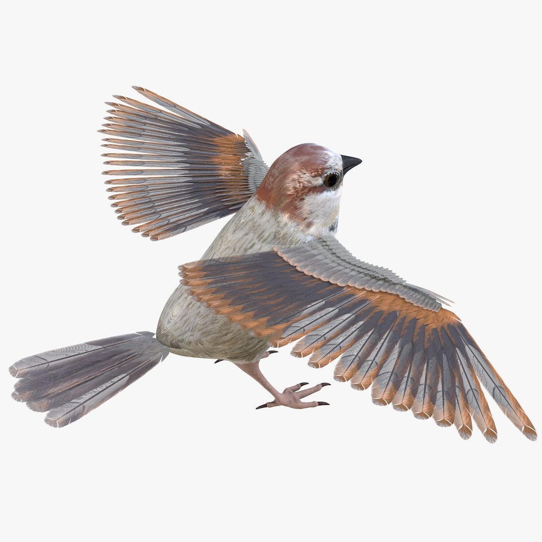 Bird Sparrow 3D Model - TurboSquid 1536959
