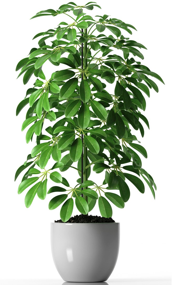 3d Schefflera Plant Pot Model