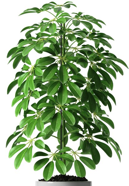 3d schefflera plant pot model
