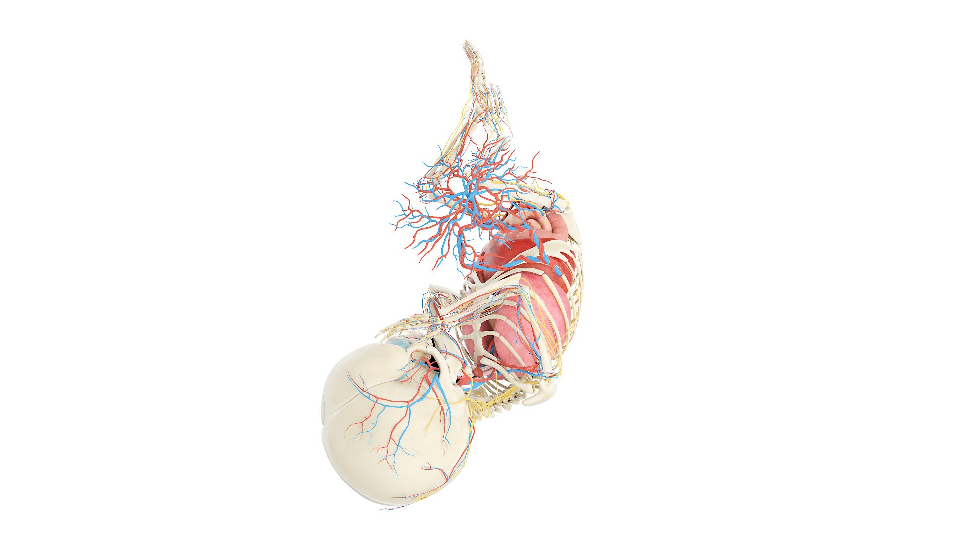 Fetus Anatomy Week 41 Static model - TurboSquid 1831097