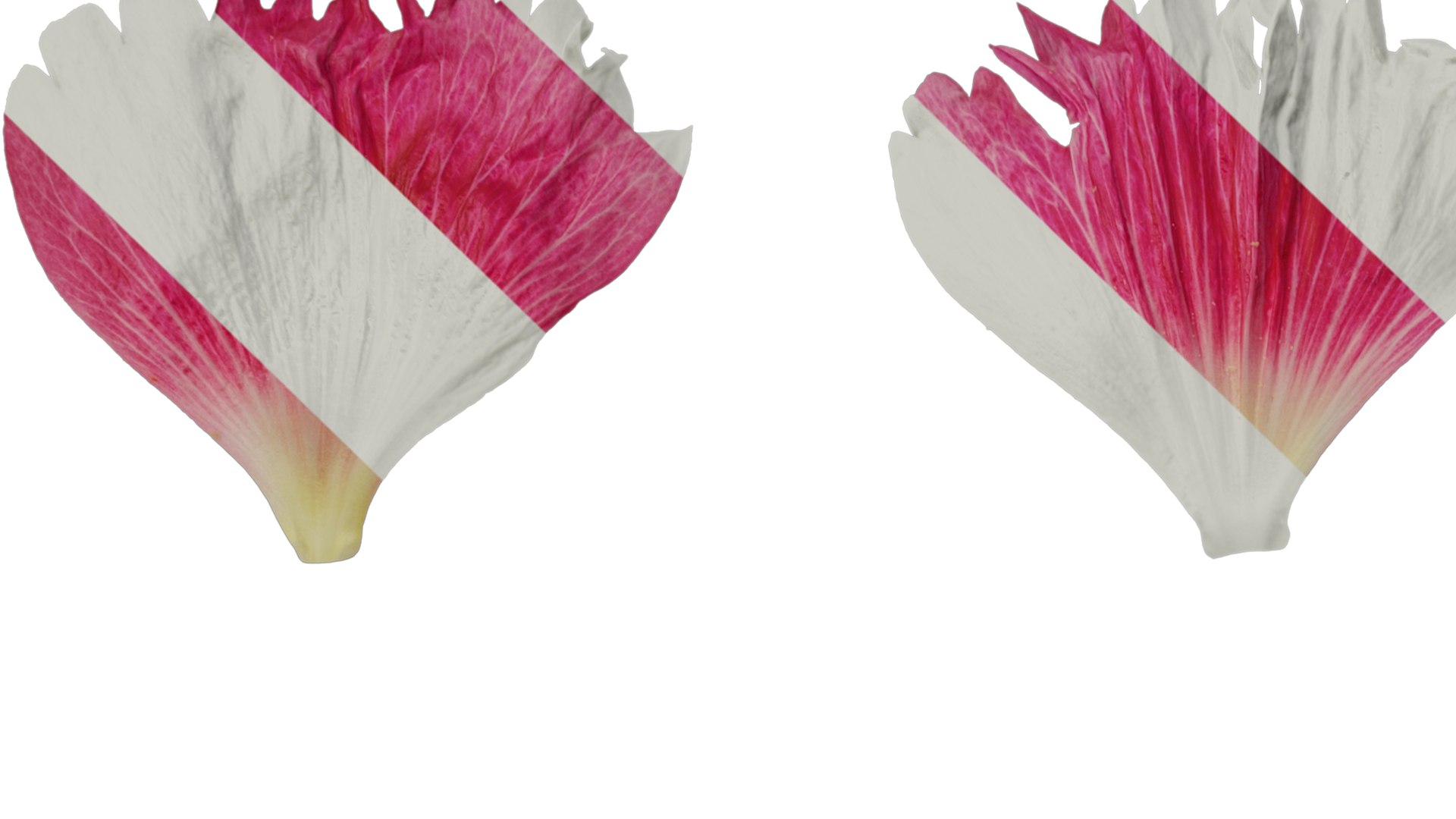 Anydrafts Alcea Rosea Flower 15 Textures 3D Model - TurboSquid 2351987