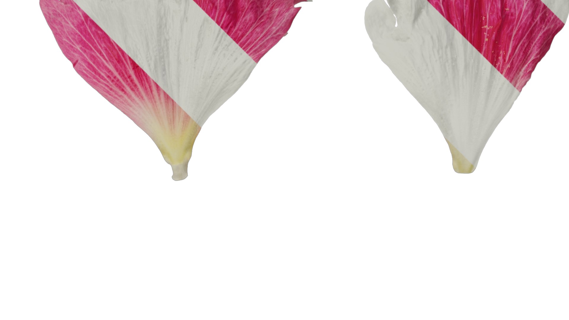 Anydrafts Alcea Rosea Flower 15 Textures 3D Model - TurboSquid 2351987