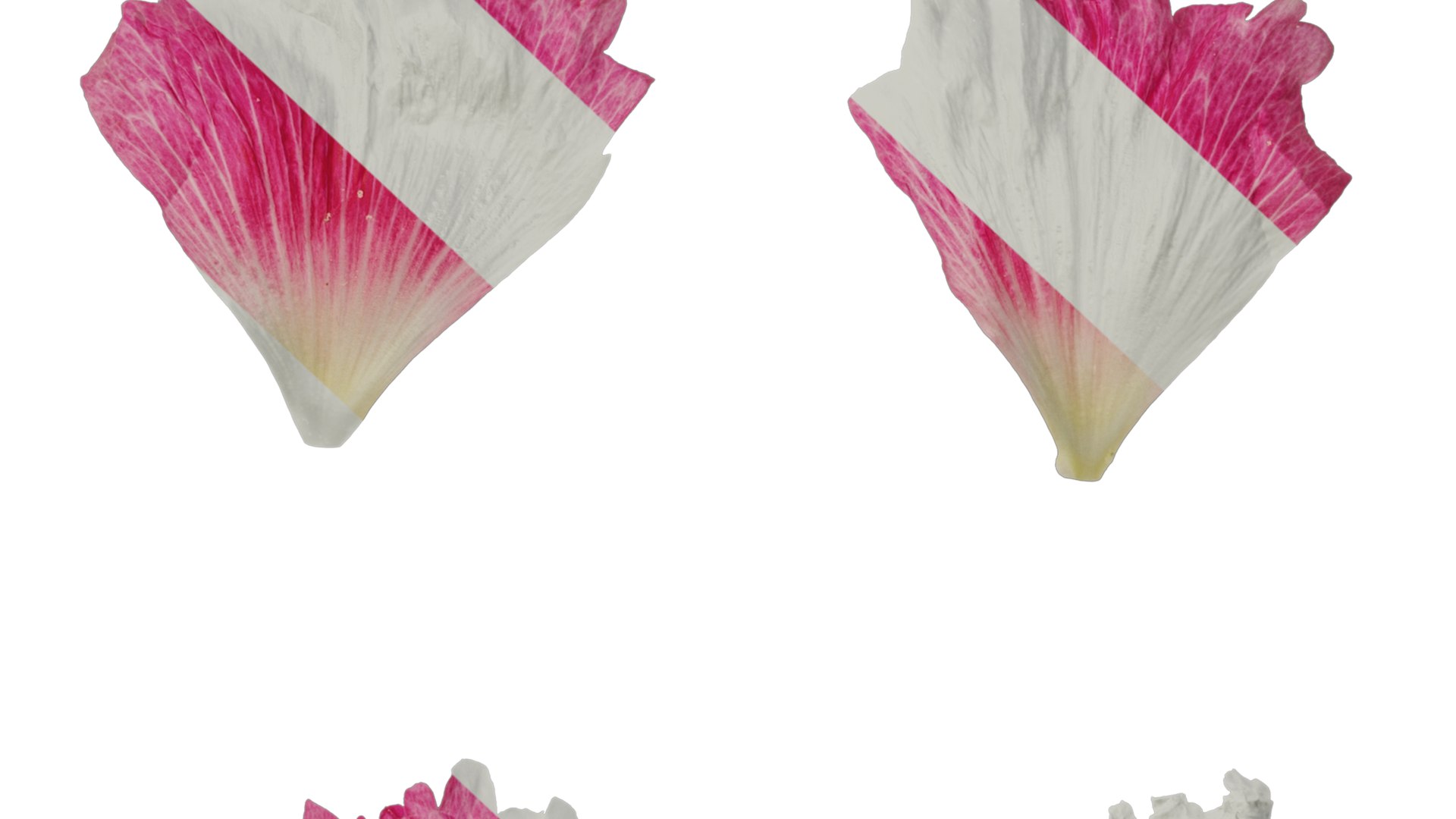 Anydrafts Alcea Rosea Flower 15 Textures 3D Model - TurboSquid 2351987