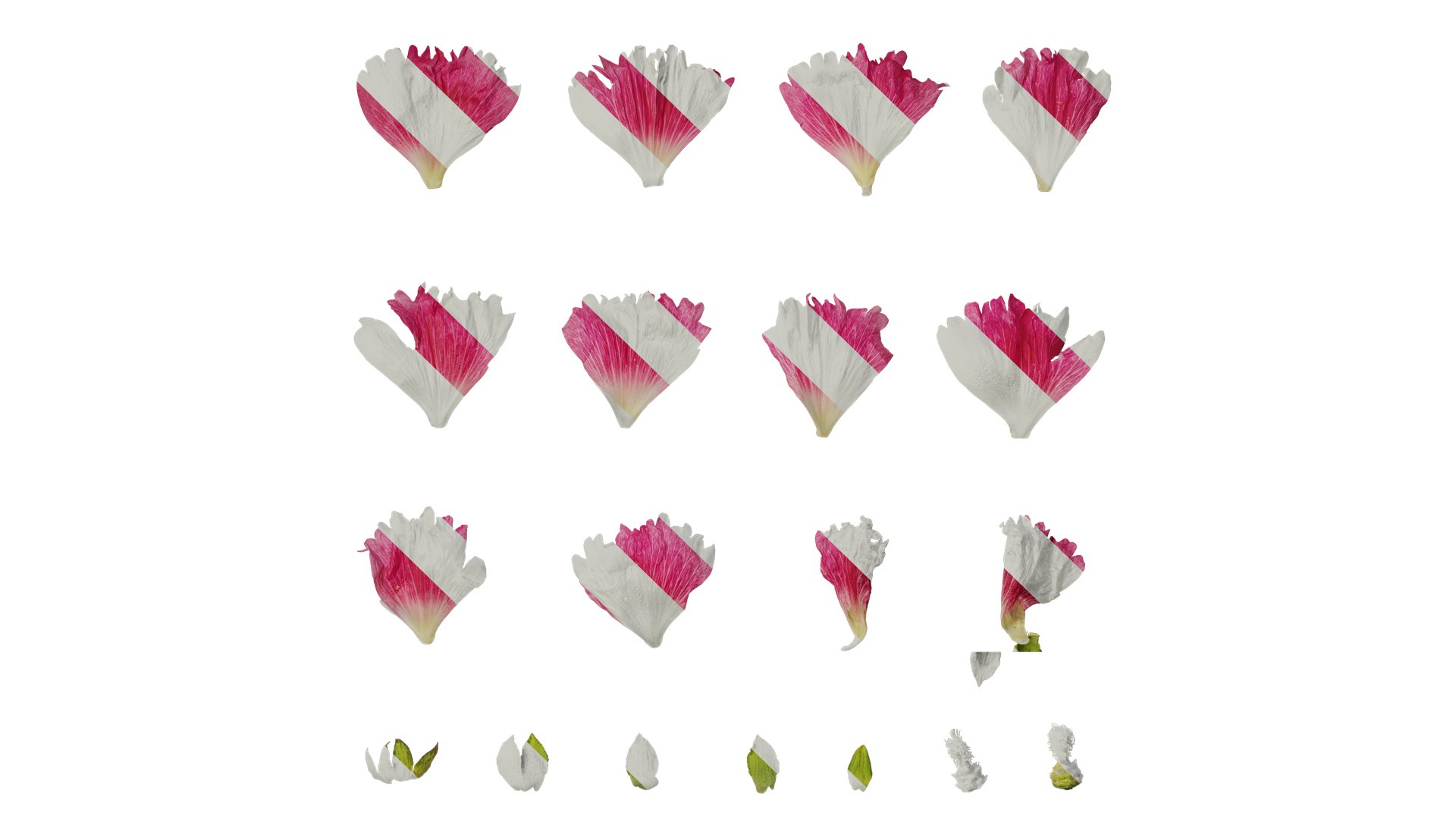 Anydrafts Alcea Rosea Flower 15 Textures 3D Model - TurboSquid 2351987