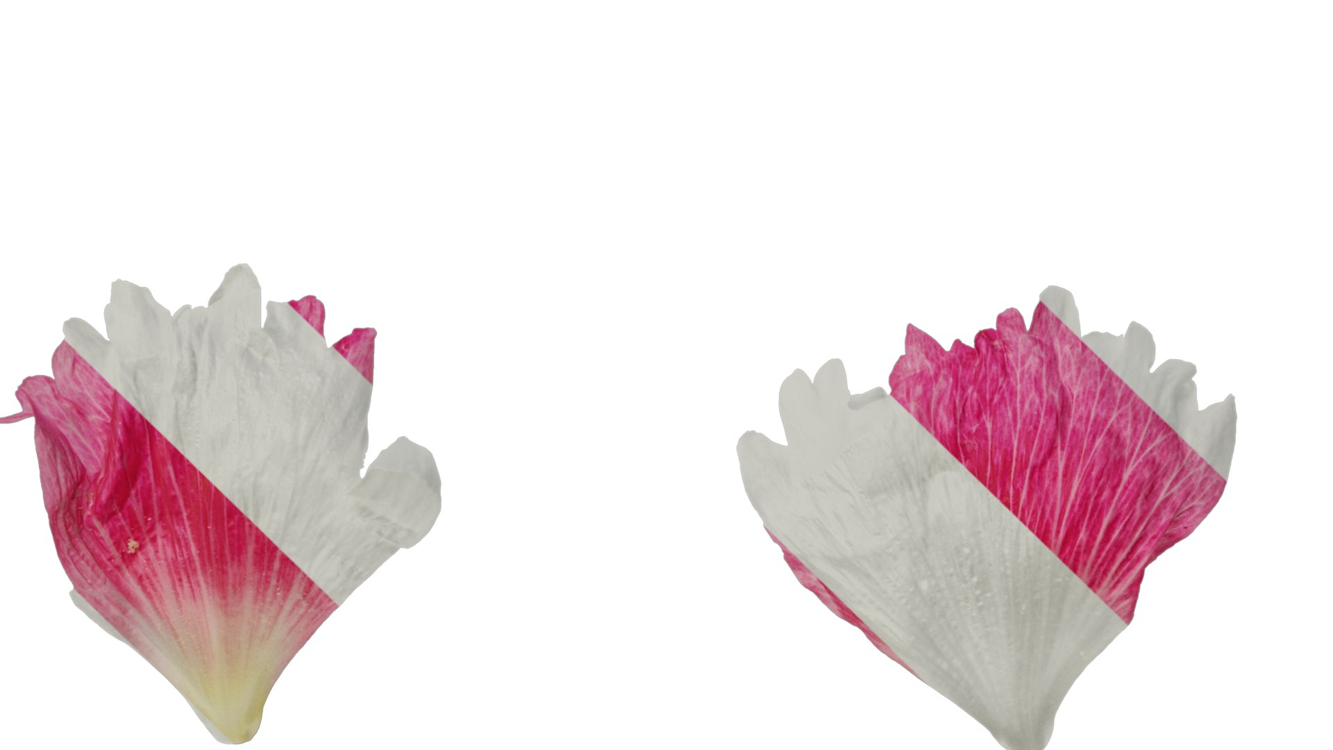 Anydrafts Alcea Rosea Flower 15 Textures 3D Model - TurboSquid 2351987