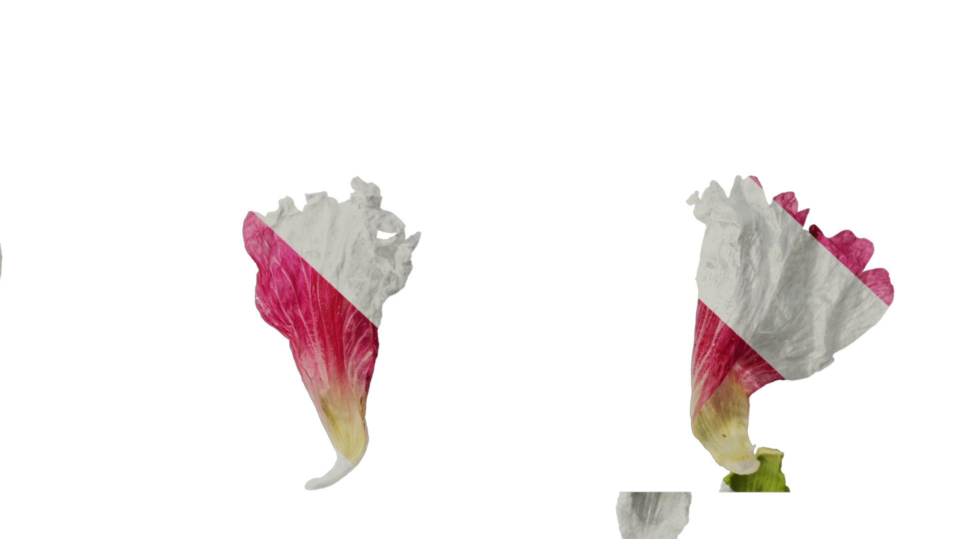 Anydrafts Alcea Rosea Flower 15 Textures 3D Model - TurboSquid 2351987