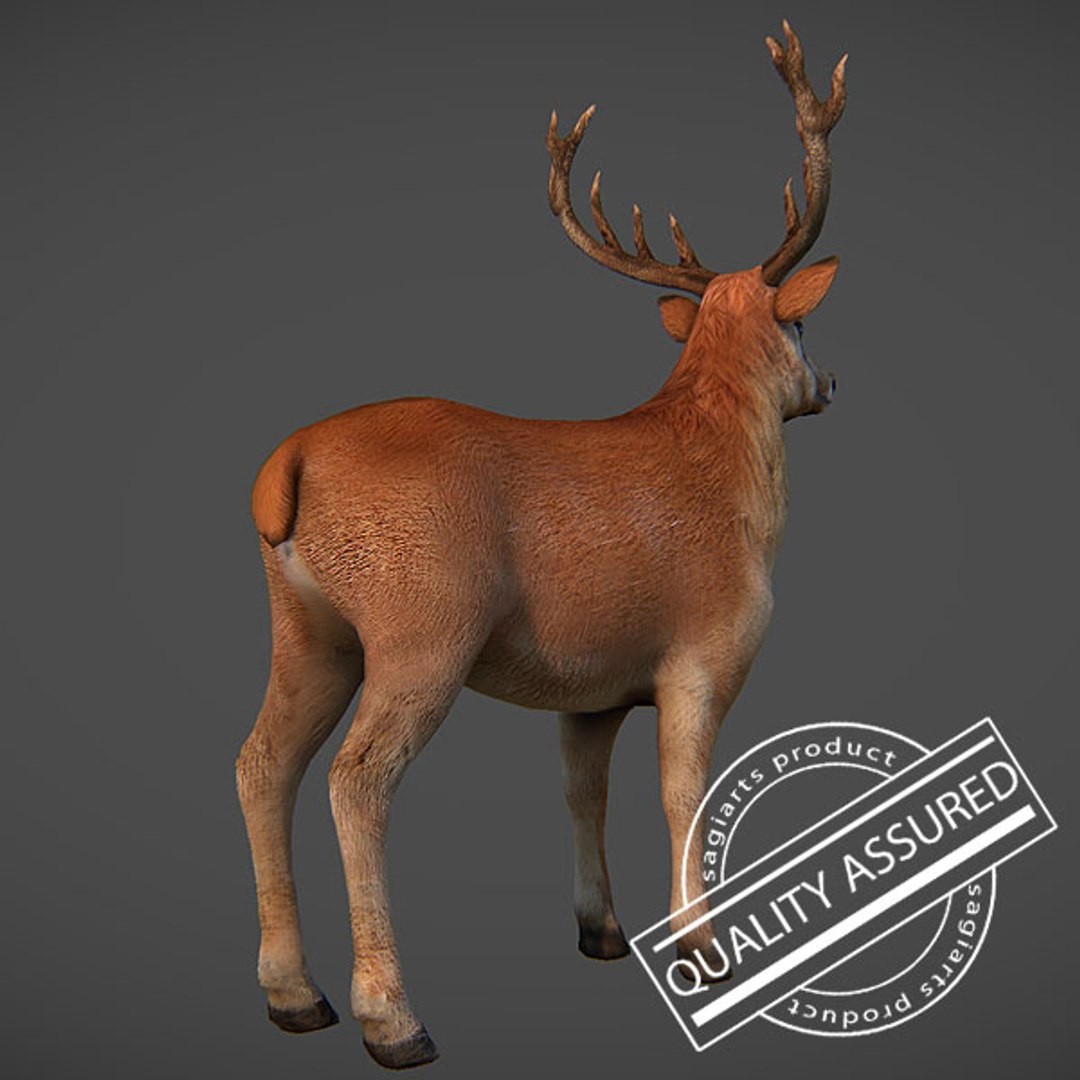 Maya Deer Buck