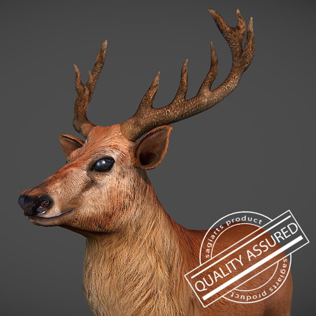 Maya Deer Buck