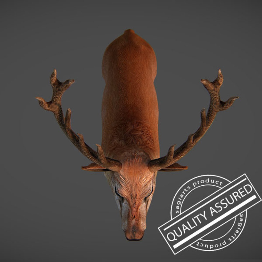 Maya Deer Buck