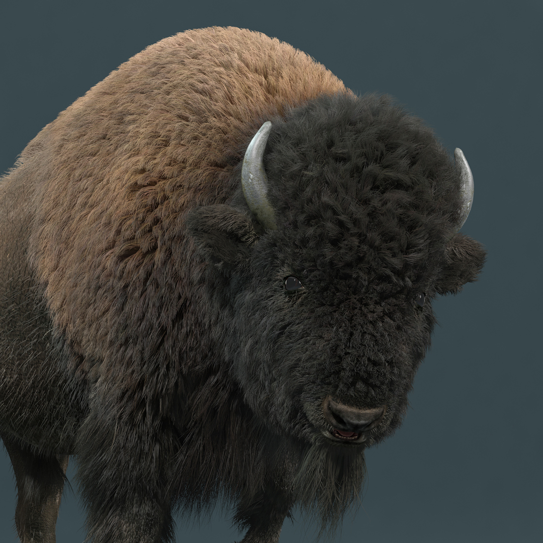 max american bison fur rigged