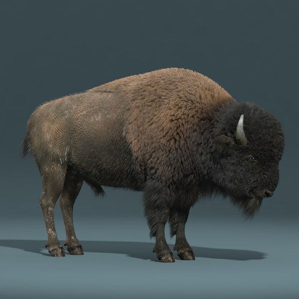 max american bison fur rigged