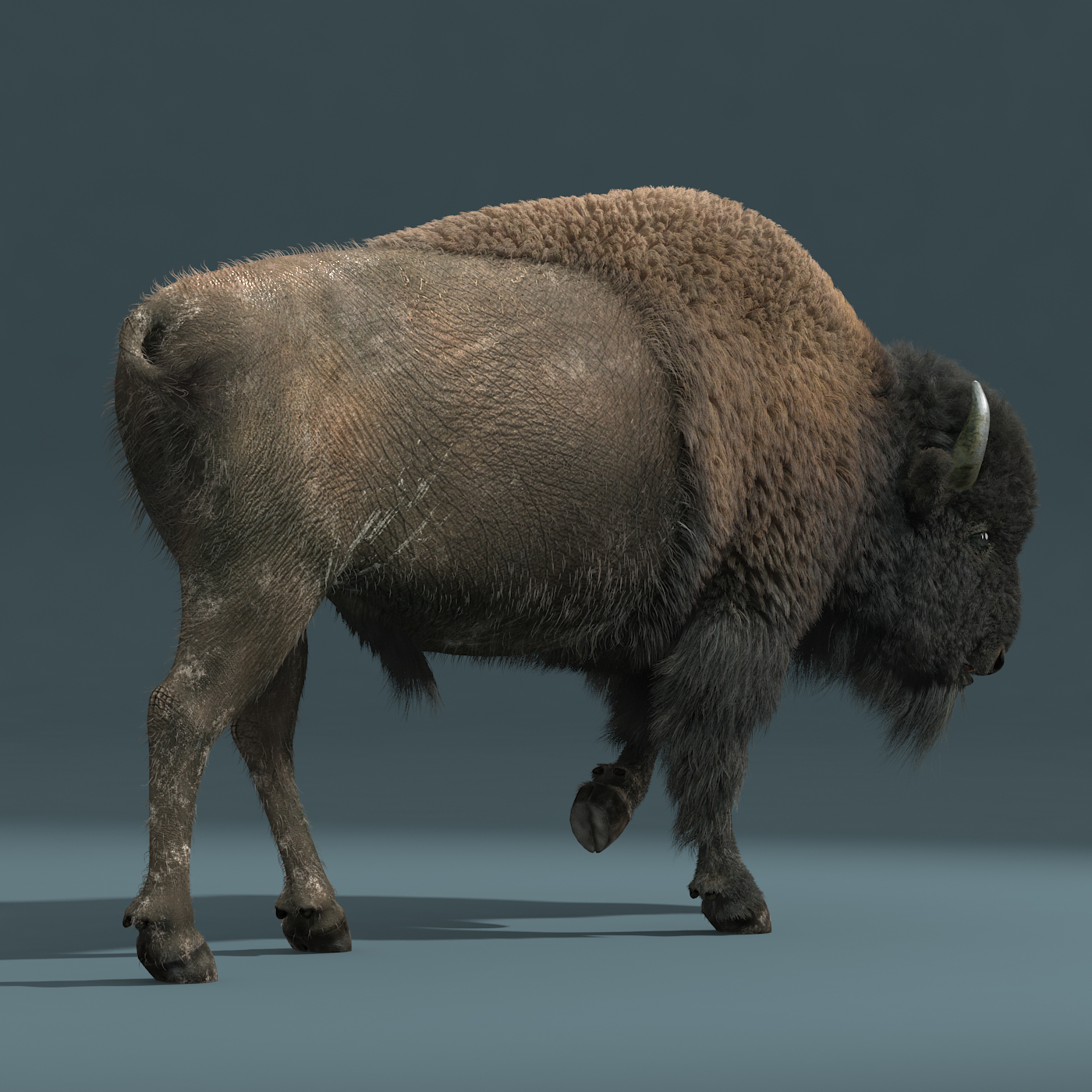 max american bison fur rigged