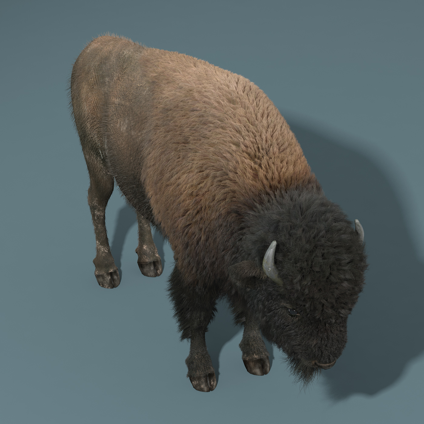 max american bison fur rigged