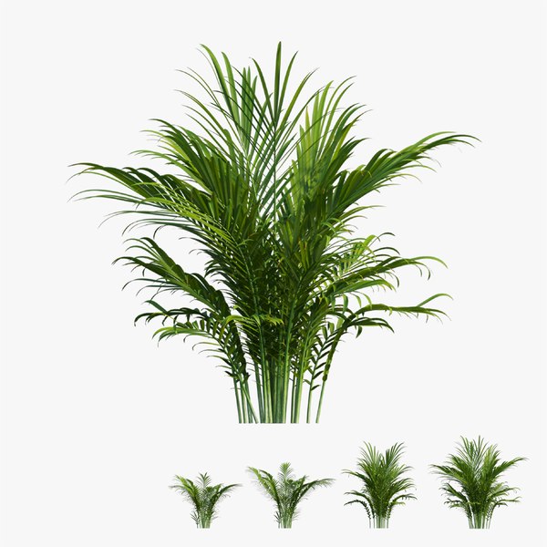 modelo 3d Palmera Majestad - TurboSquid 2220200