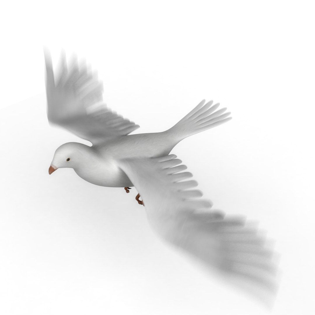 Dove Flying Animation 3d Model