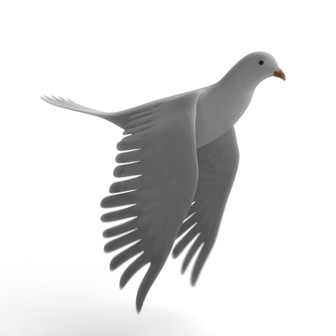 Dove Flying Animation 3d Model