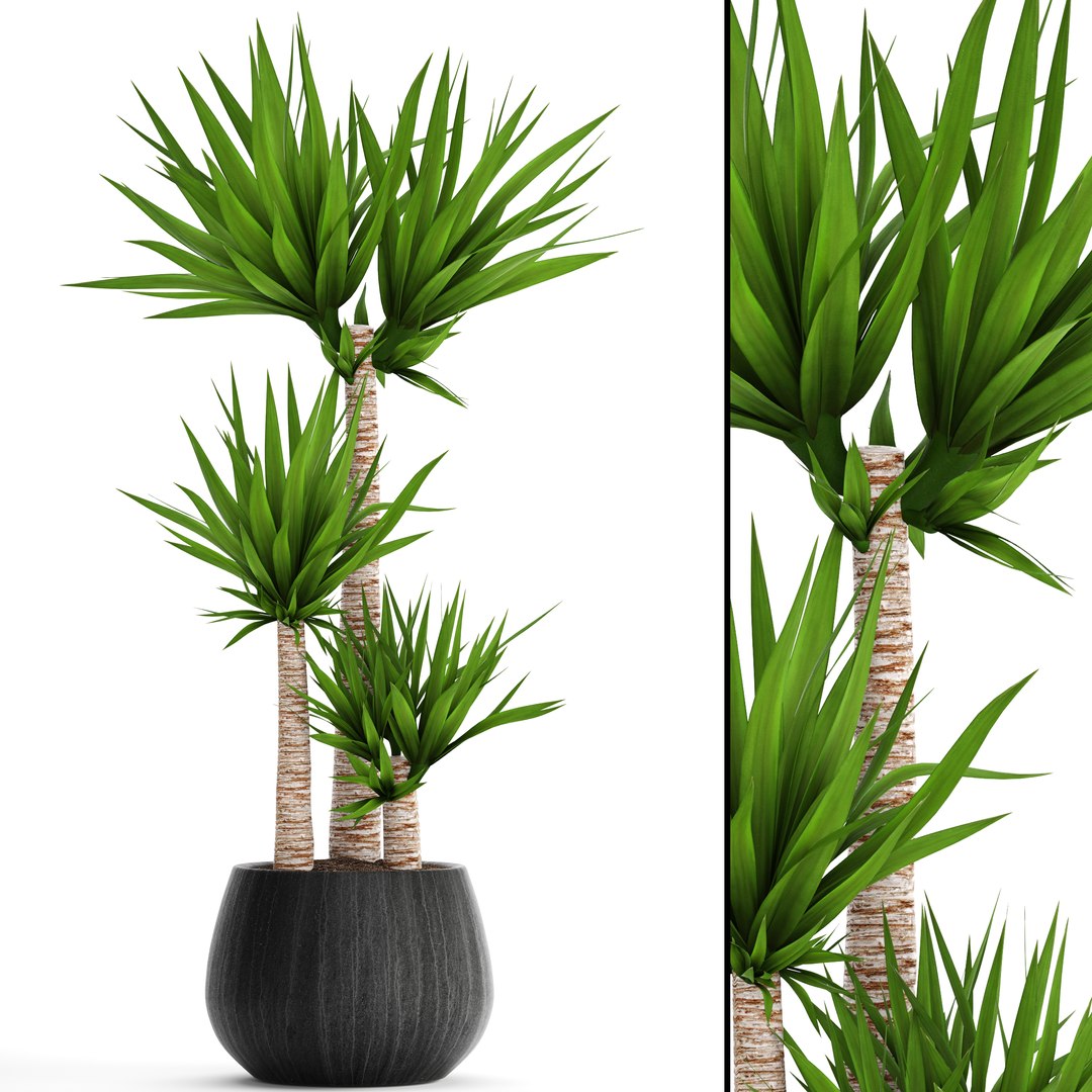 3D Yucca Elephantipes Model - TurboSquid 1165996