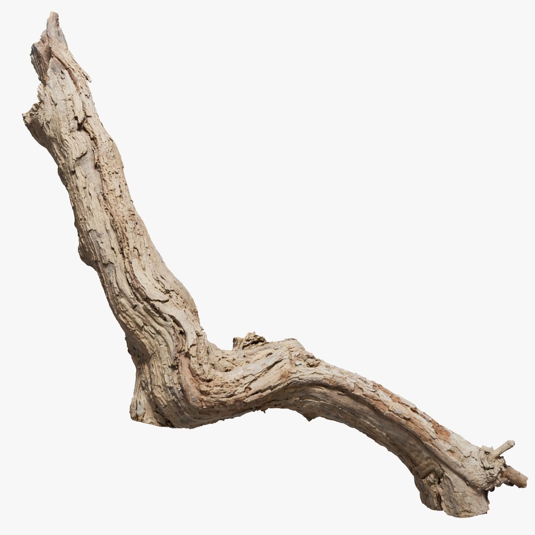 3D model Grapevine Bark 3D Scanned 10 - TurboSquid 1981887