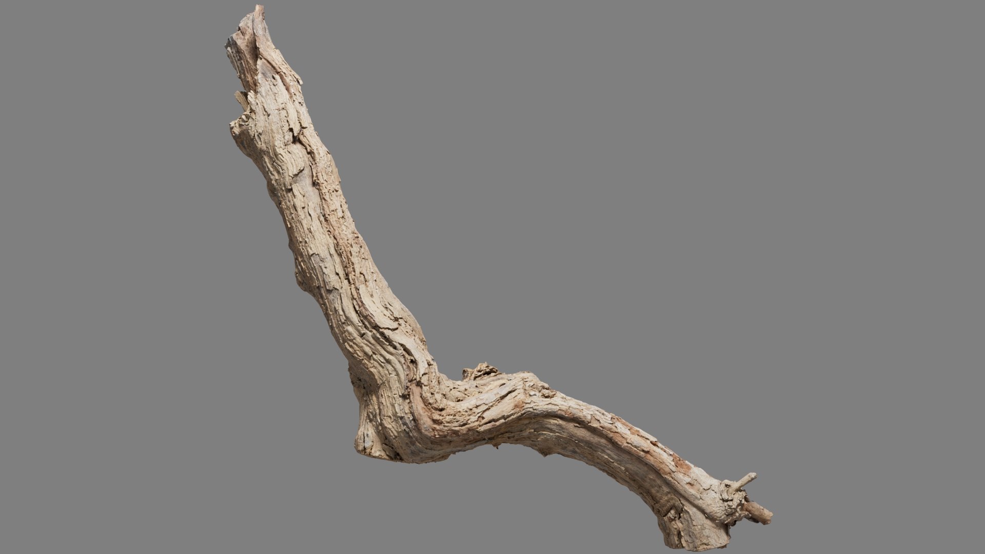 3D Model Grapevine Bark 3D Scanned 10 - TurboSquid 1981887
