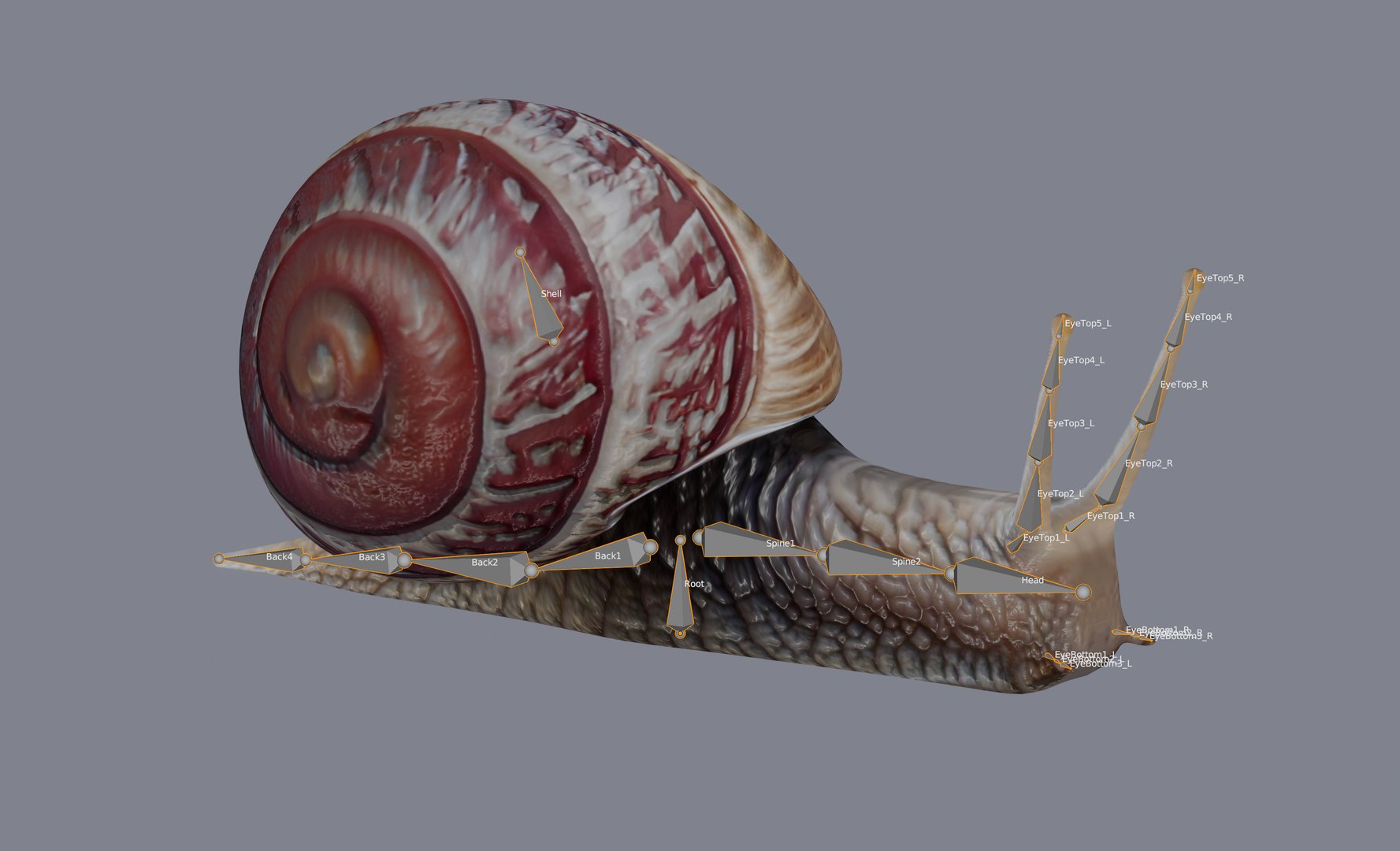 Snail Model - TurboSquid 2132219