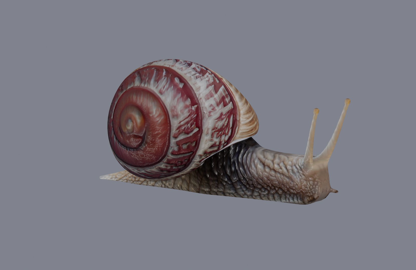 Snail Model - TurboSquid 2132219