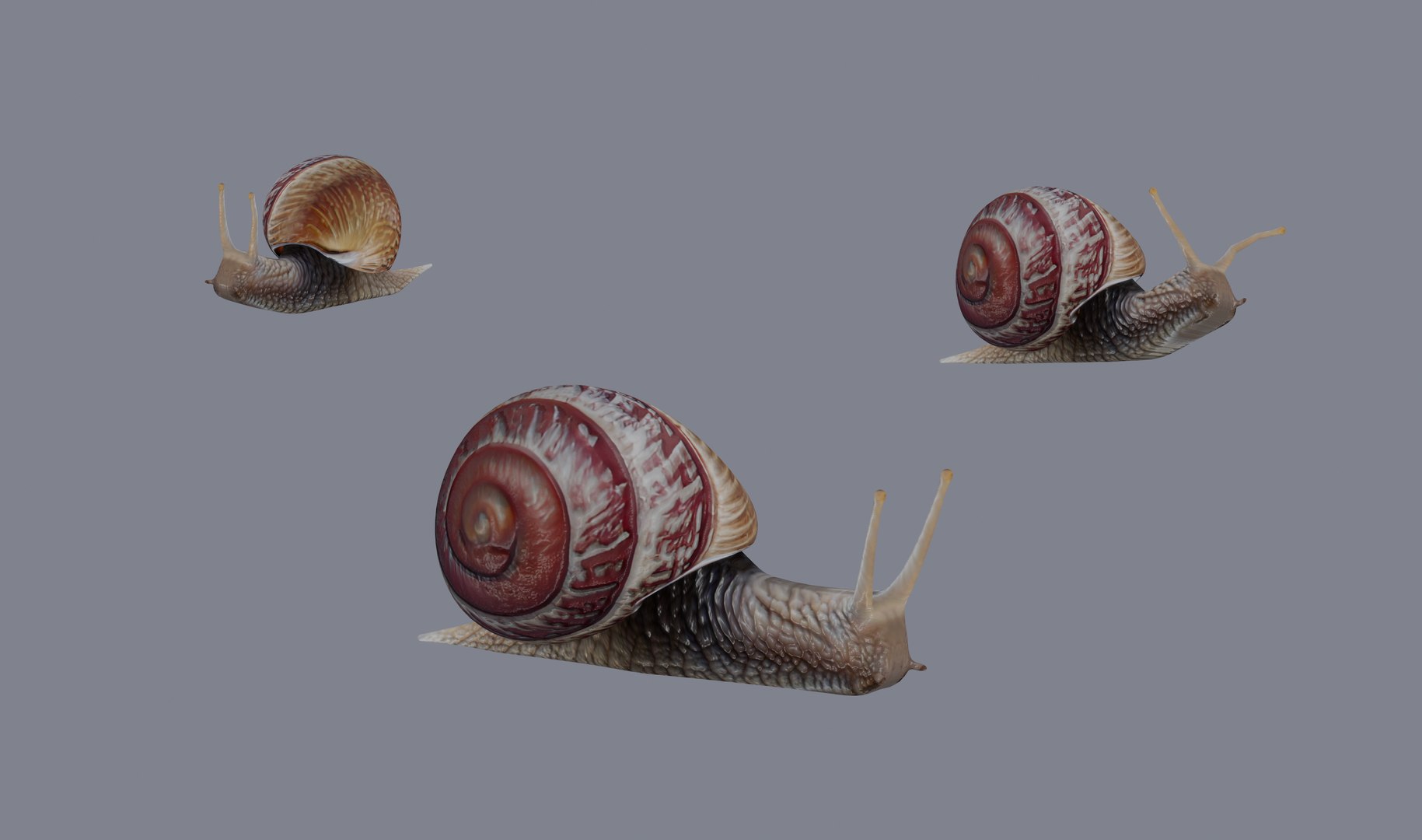 Snail Model - TurboSquid 2132219