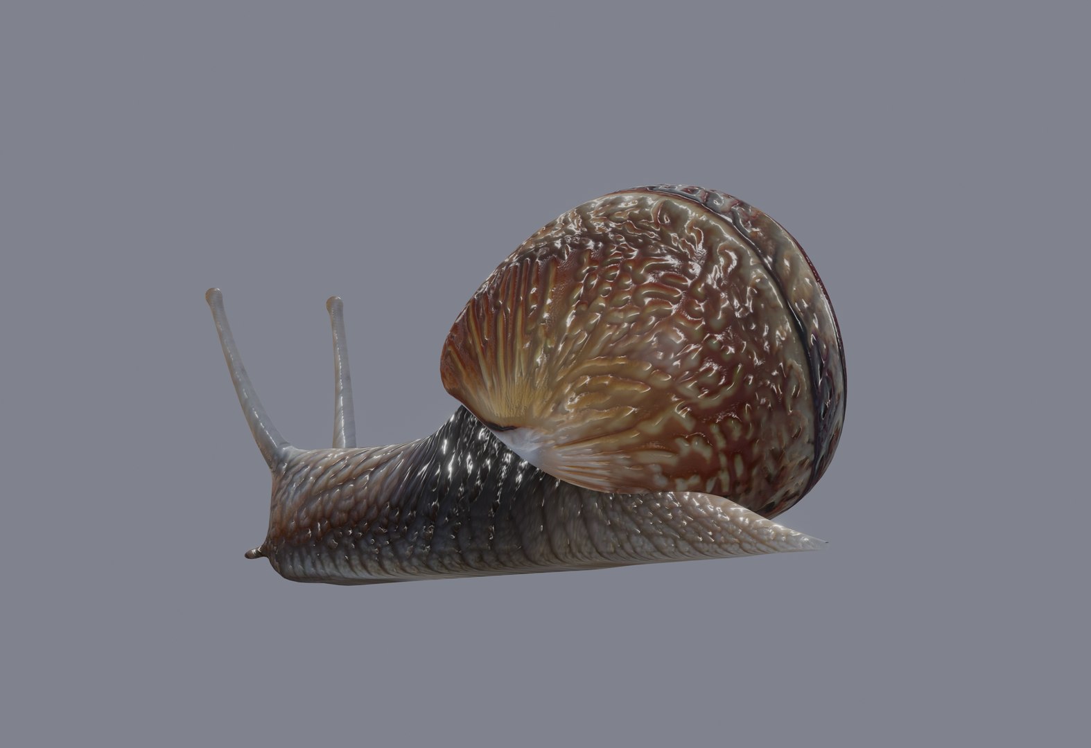 Snail Model - TurboSquid 2132219