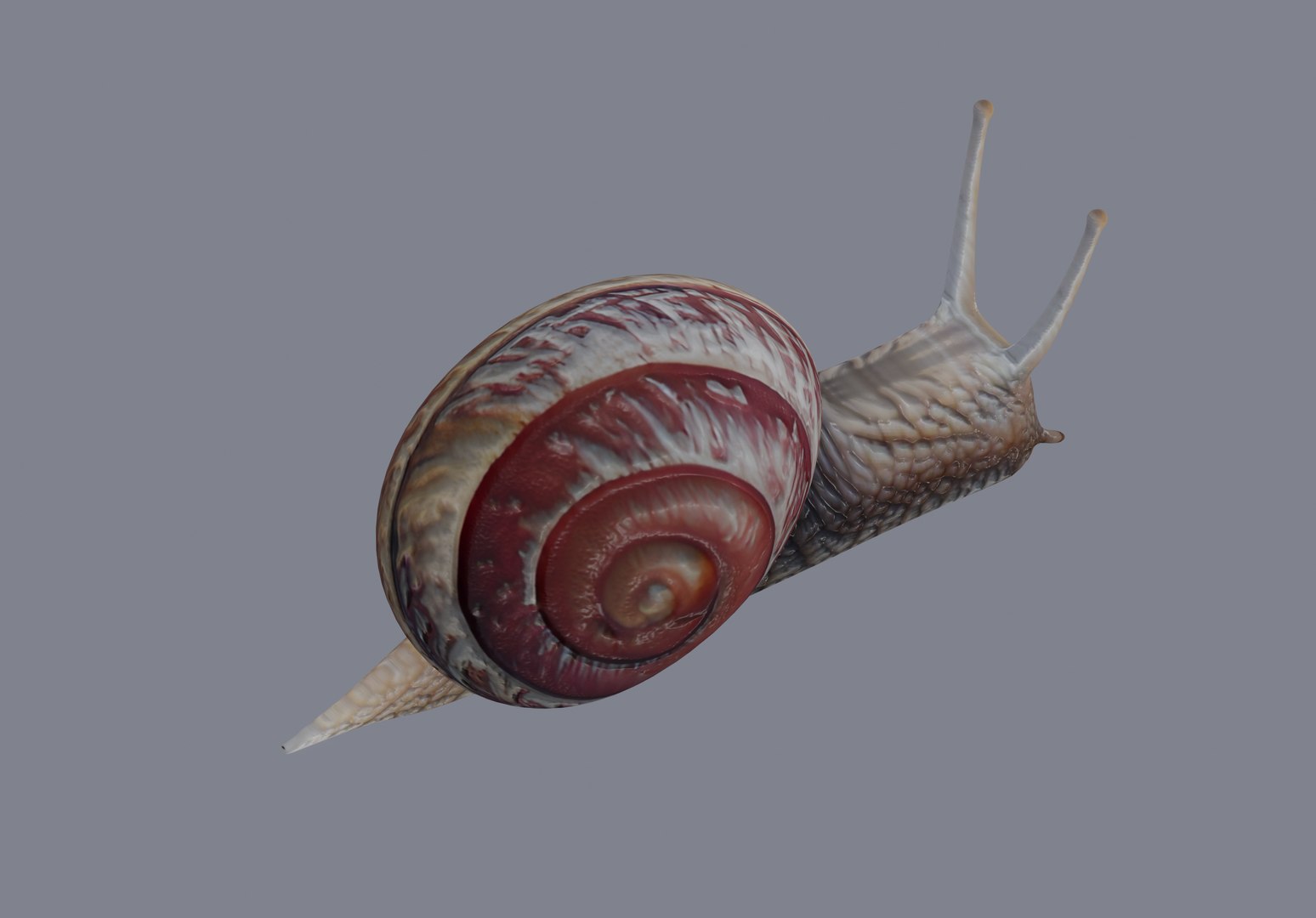 Snail Model - TurboSquid 2132219
