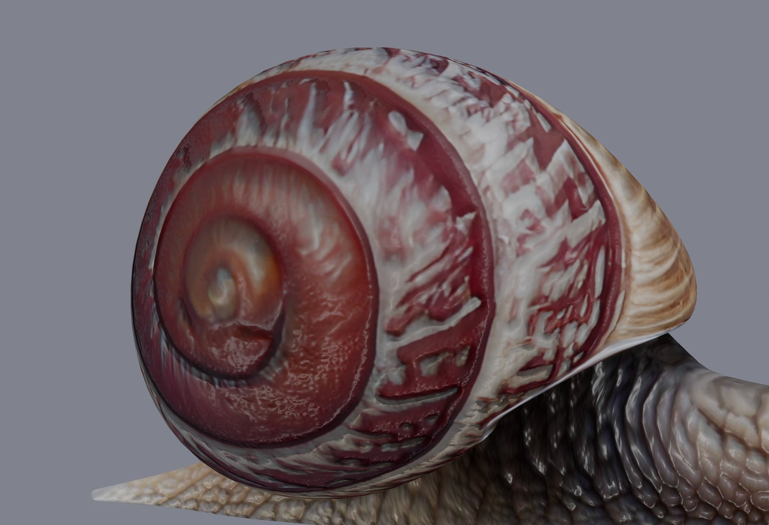 Snail Model - TurboSquid 2132219