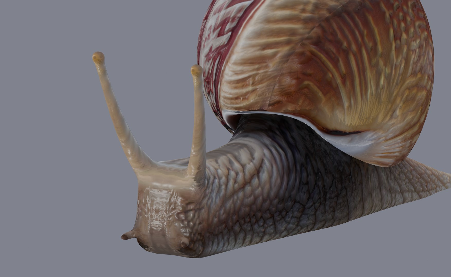 Snail Model - TurboSquid 2132219