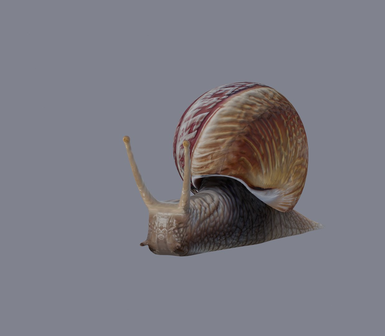 Snail Model - TurboSquid 2132219