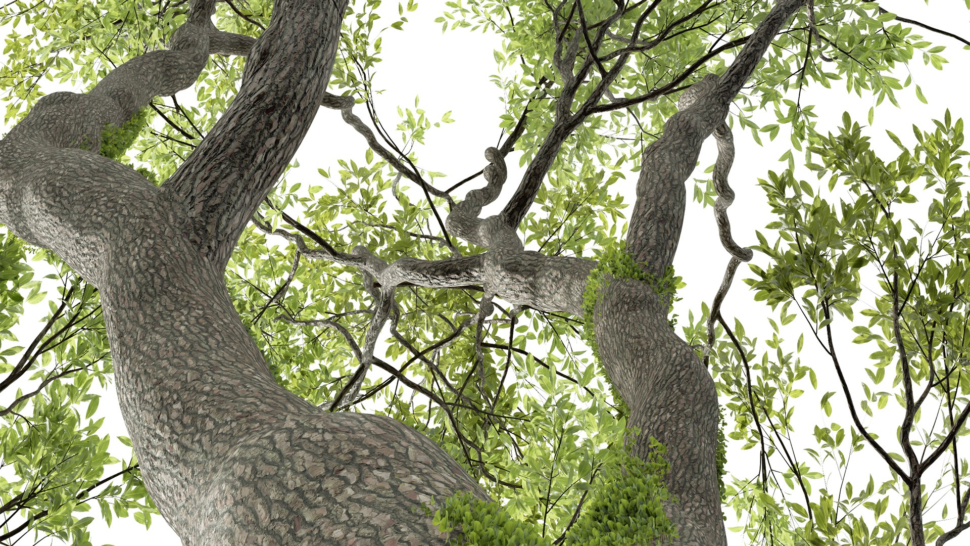 Angel Oak Live Tree 3D Model - TurboSquid 2234608