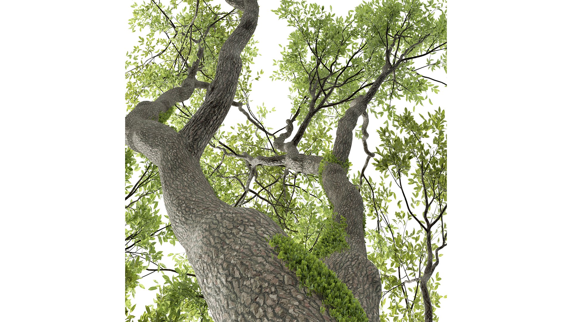 Angel Oak Live Tree 3D Model - TurboSquid 2234608