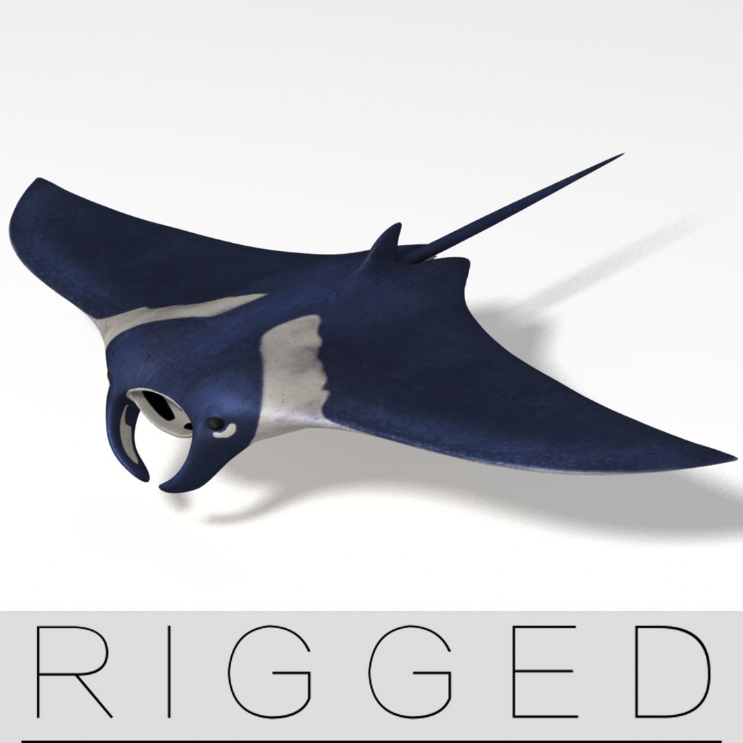 3d rigging manta model