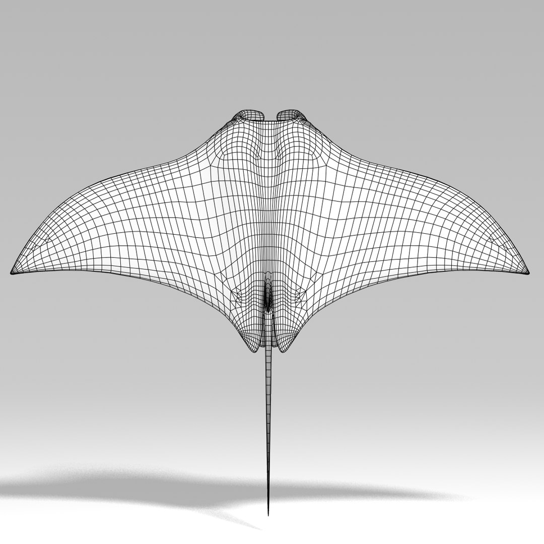3d rigging manta model