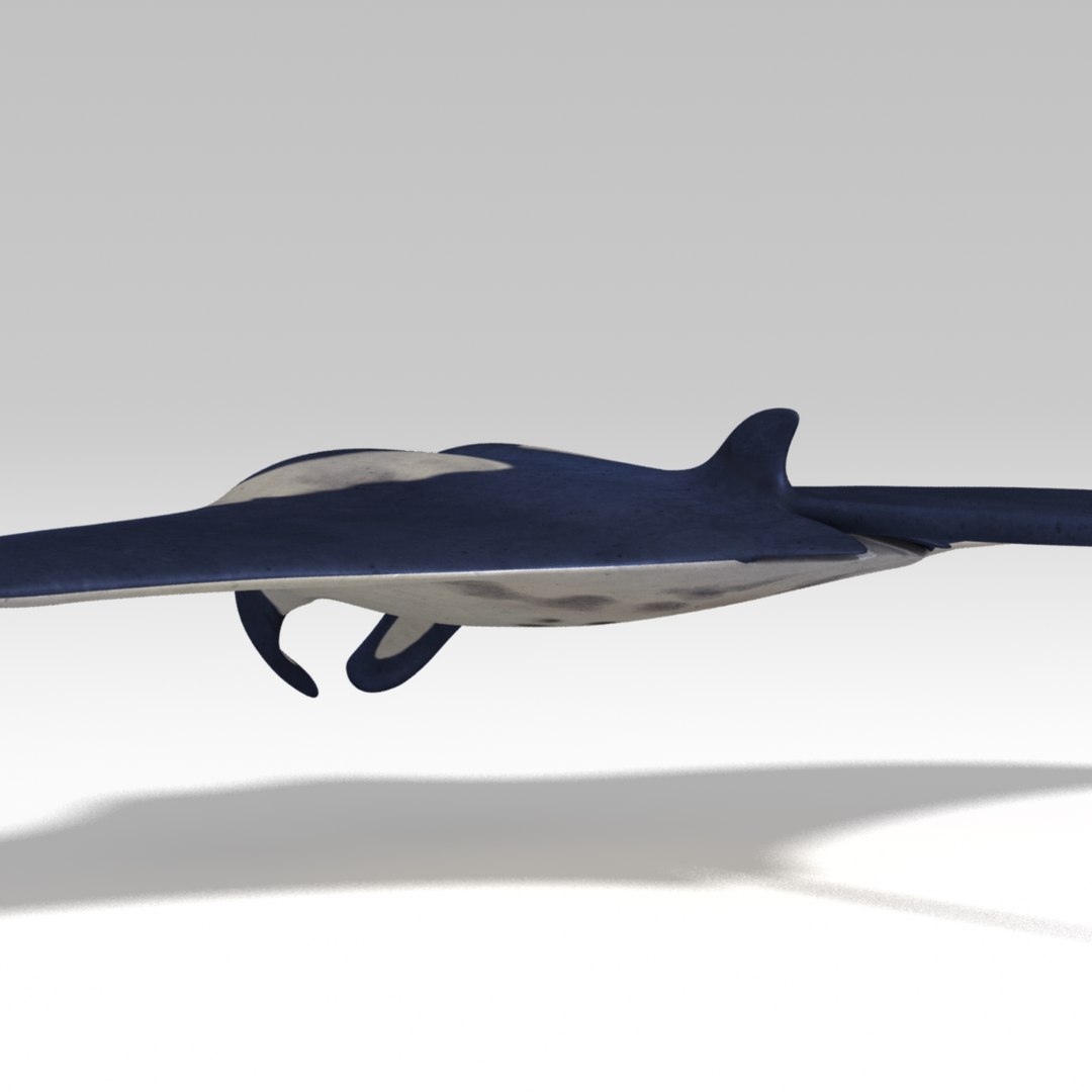 3d rigging manta model