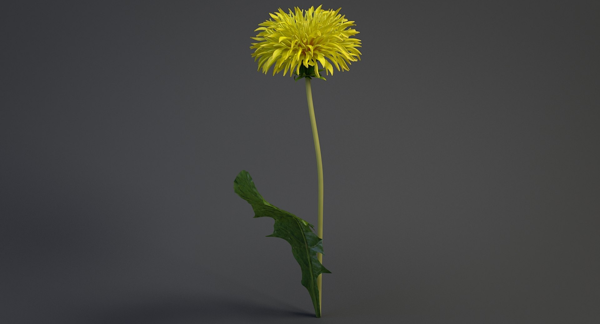 3D Realistic Dandelion Flower - TurboSquid 1230852