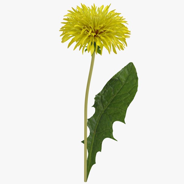 3D realistic dandelion flower - TurboSquid 1230852