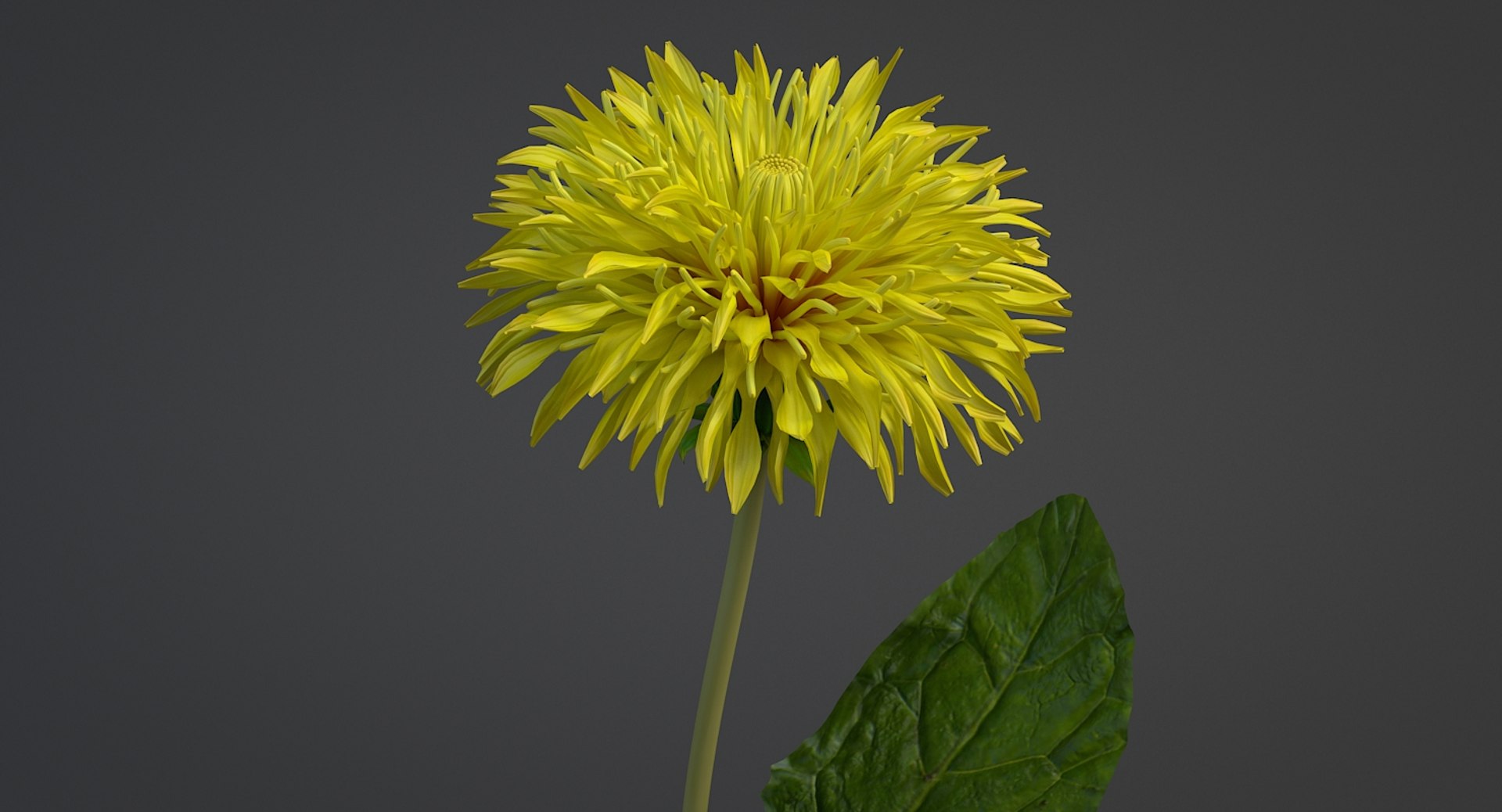 3D Realistic Dandelion Flower - TurboSquid 1230852