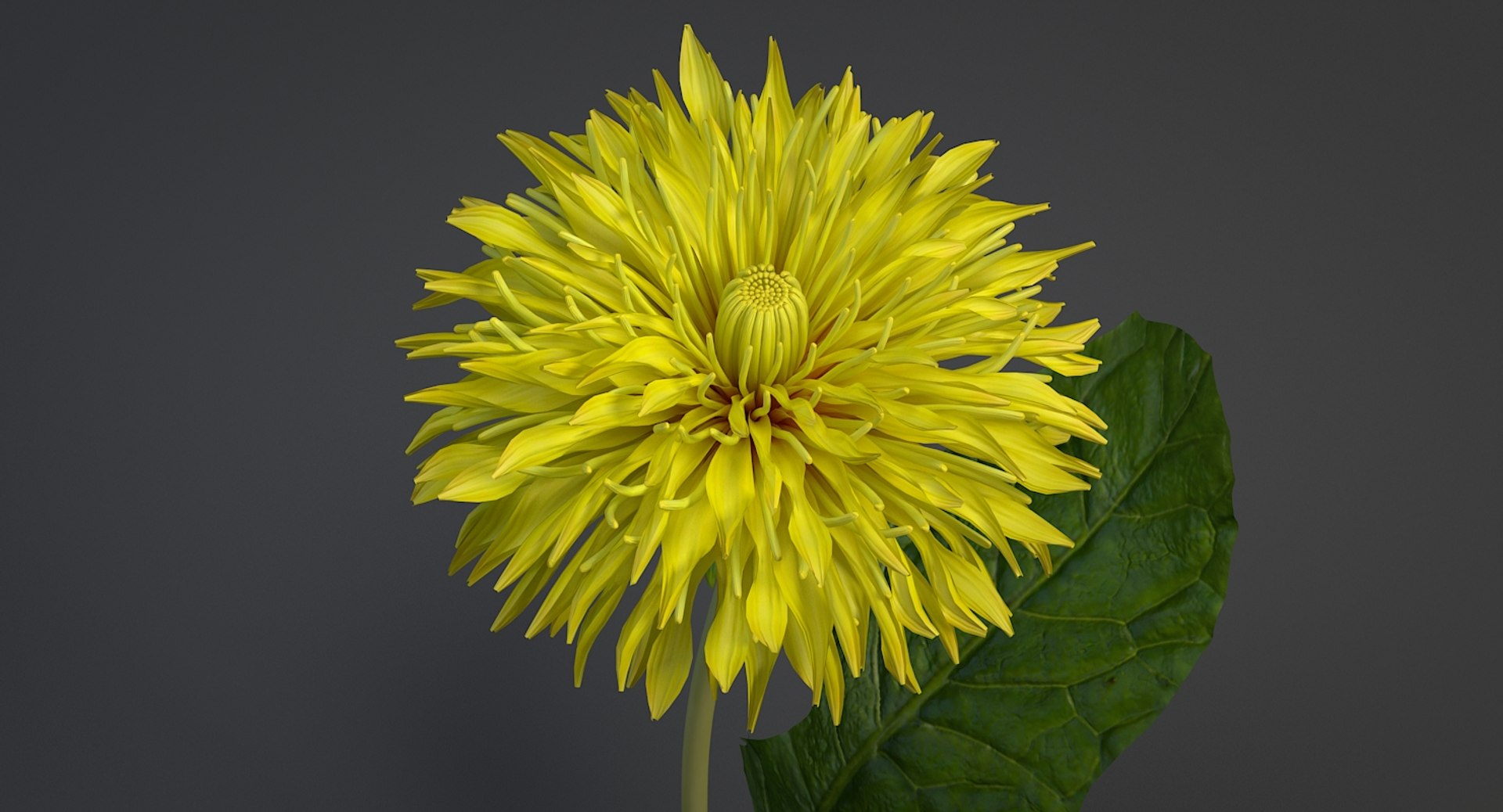 3D Realistic Dandelion Flower - TurboSquid 1230852