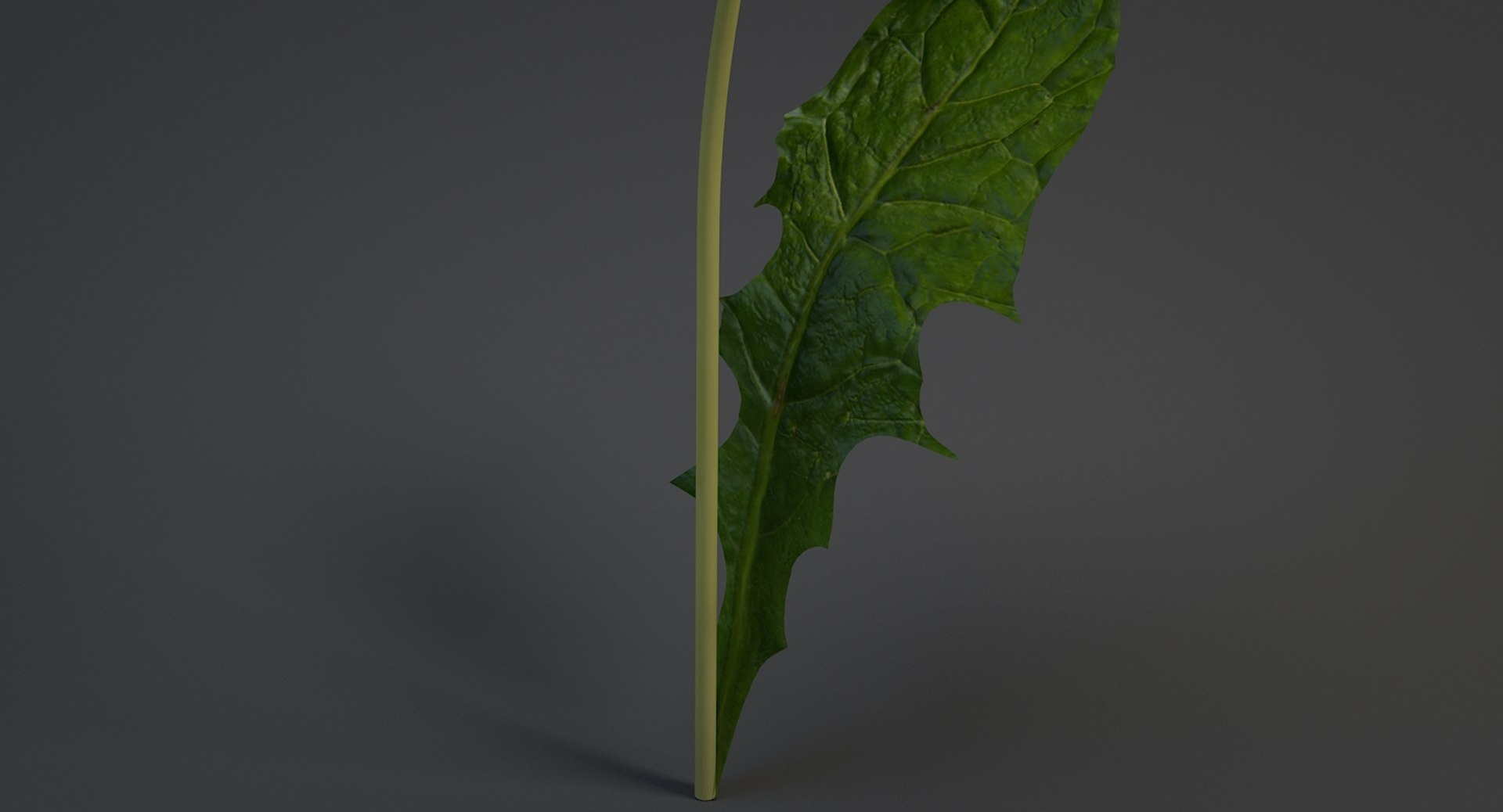3D Realistic Dandelion Flower - TurboSquid 1230852