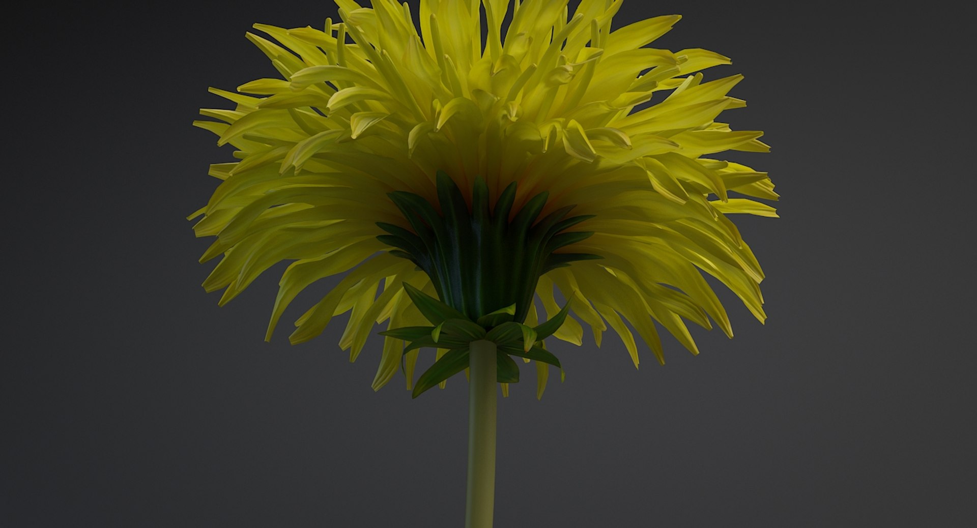 3D Realistic Dandelion Flower - TurboSquid 1230852