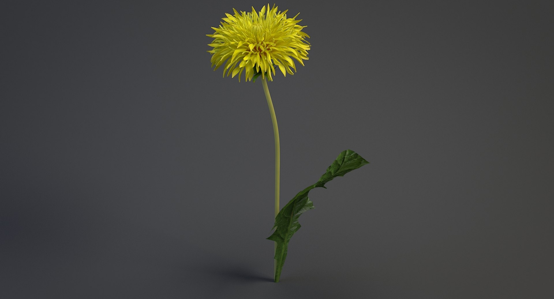 3D Realistic Dandelion Flower - TurboSquid 1230852