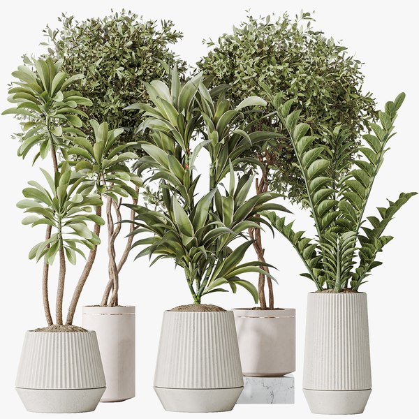 modelo 3d AV Set de plantas de interior 184 Olivo Artificial Olea ...
