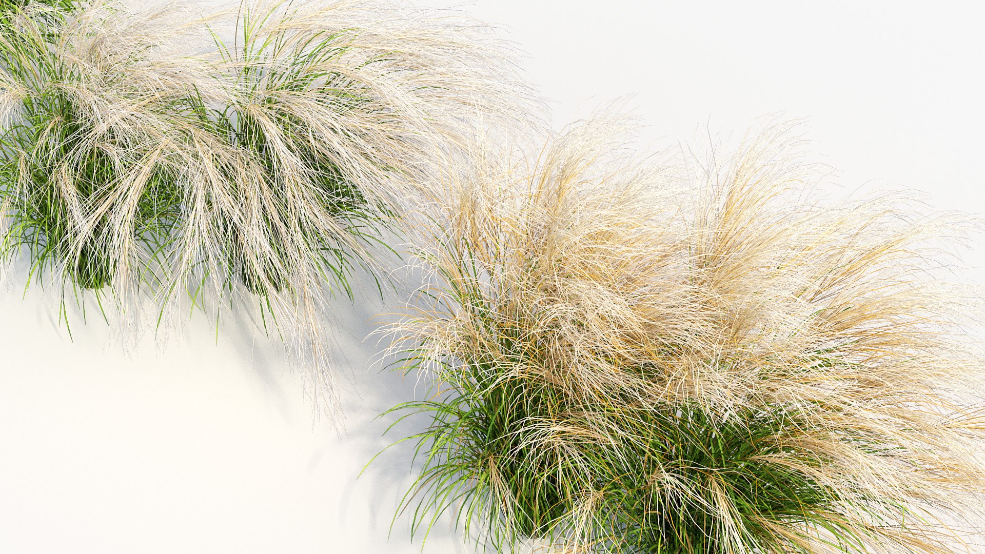 Nassella Tenuissima Mexican Feathergrass 3D Model 01 3D Model ...